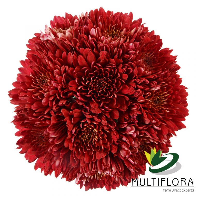 Category: Mums & Cremones | Multiflora