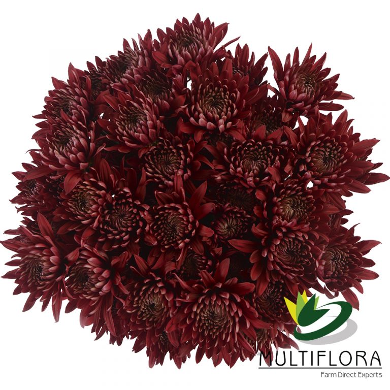 Category: Cushion Poms | Multiflora