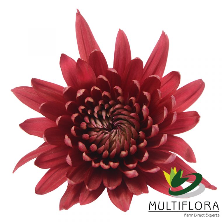 Category: Cushion Poms | Multiflora