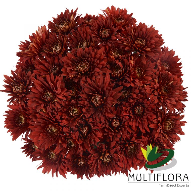 Category: Cushion Poms | Multiflora