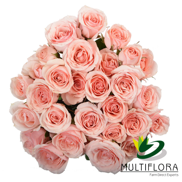 Category: Spray Roses | Multiflora