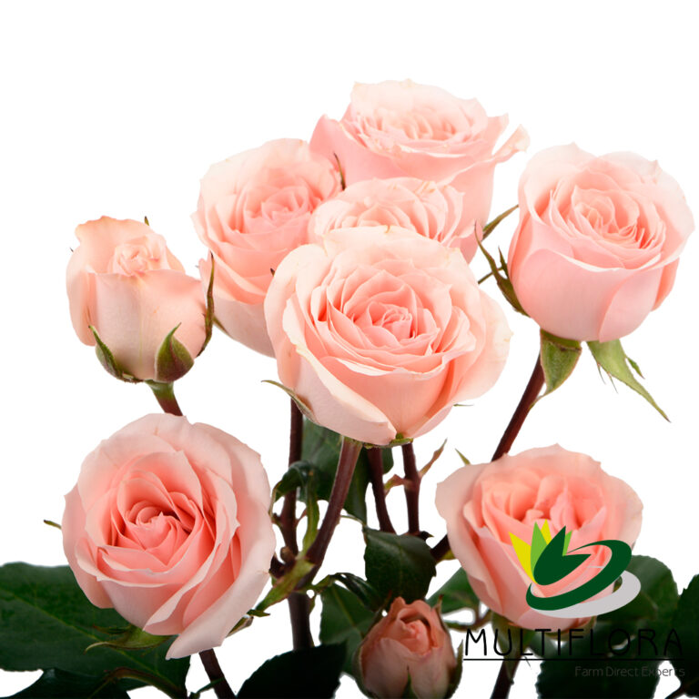 Category: Spray Roses | Multiflora