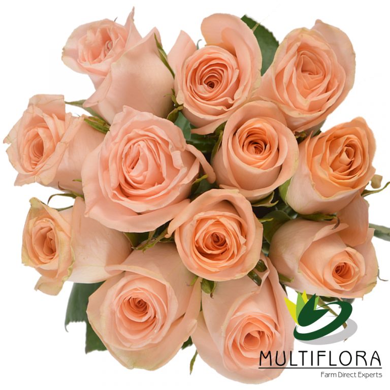Growing and distributing fresh cut flowers to over 35 countries since ...