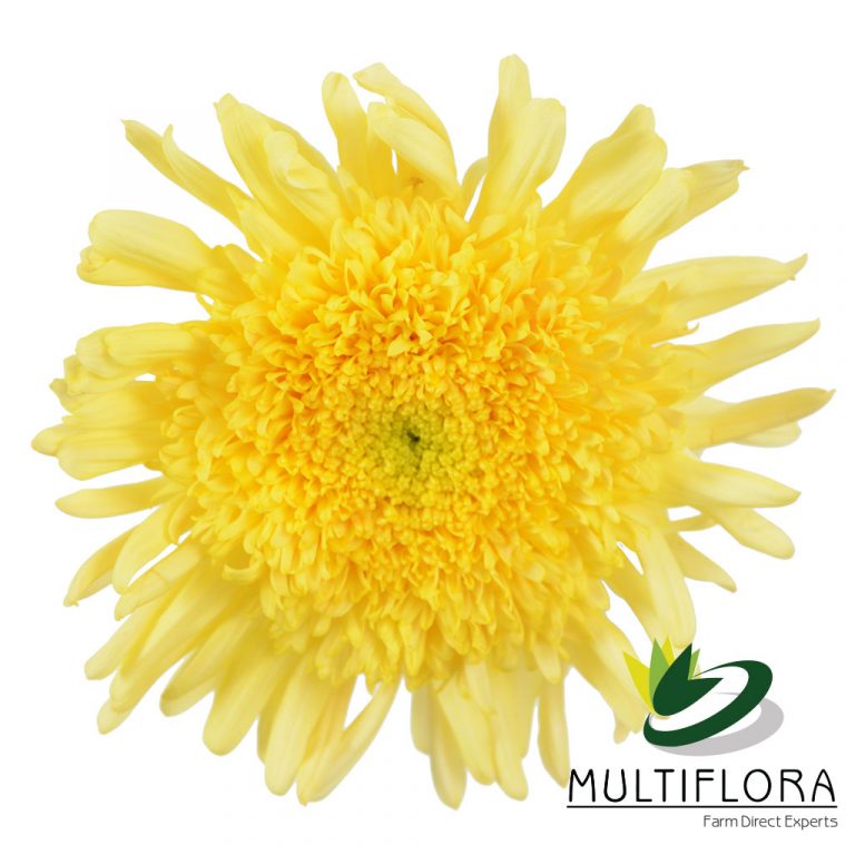 Category: Mums & Cremones | Multiflora
