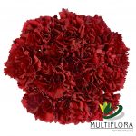 Growing and distributing fresh cut flowers to over 35 countries since ...