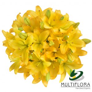 Category: Lilies | Multiflora