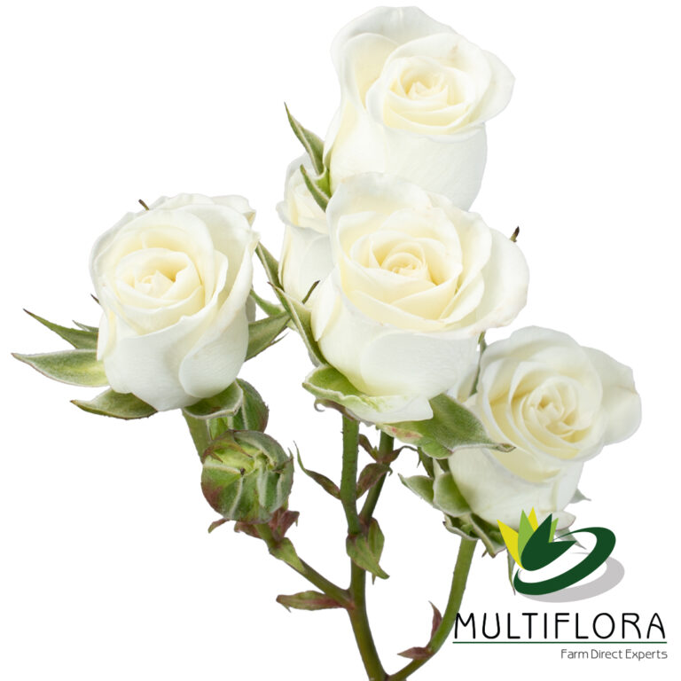 Growing and distributing fresh cut flowers to over 35 countries since ...