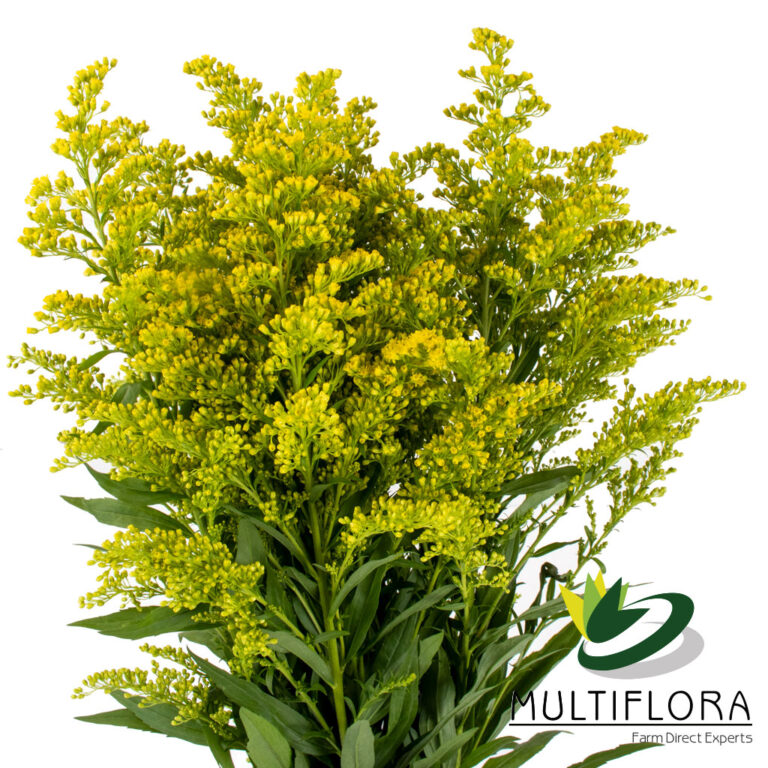 Category: Aster | Multiflora