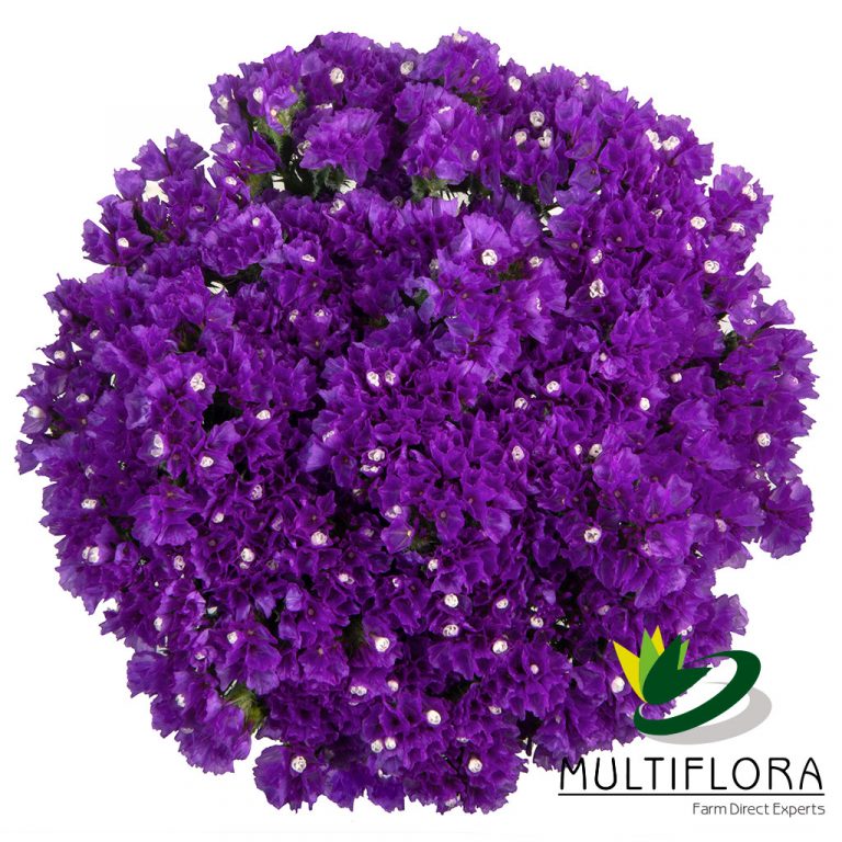 Category: Statice | Multiflora
