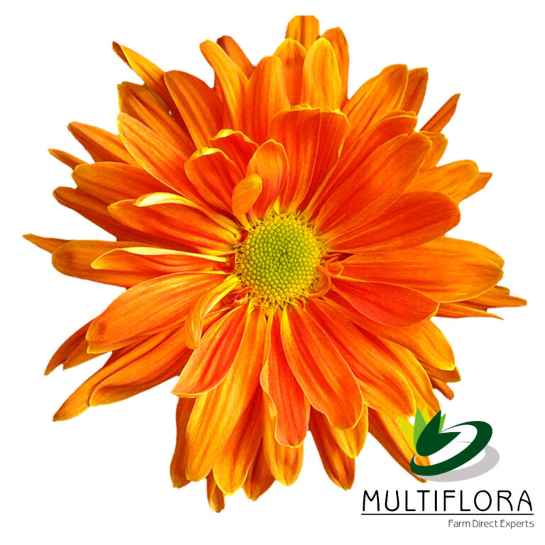 Category: Mums & Cremones | Multiflora