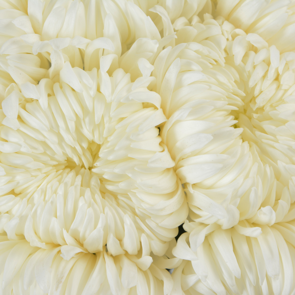 Growing and distributing fresh cut flowers to over 35 countries since ...