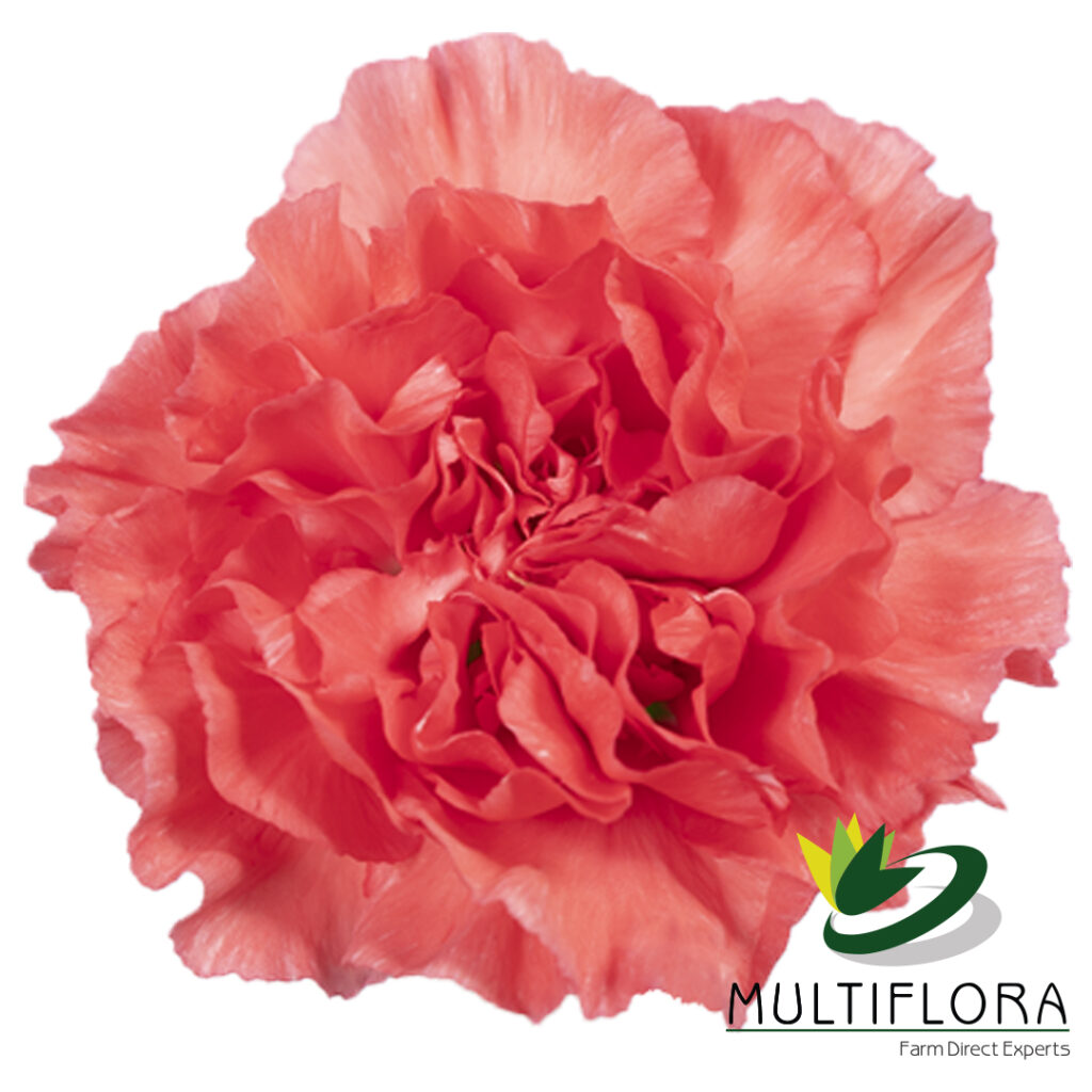 Category: Carnations | Multiflora