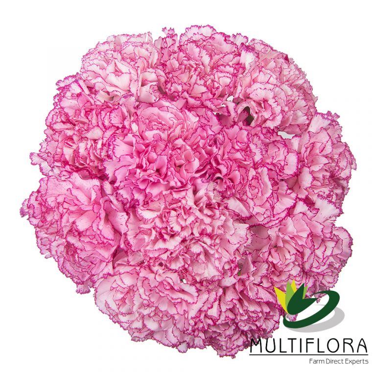 Category: Carnations | Multiflora