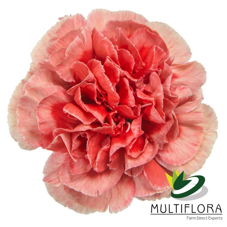 Category: Carnations | Multiflora