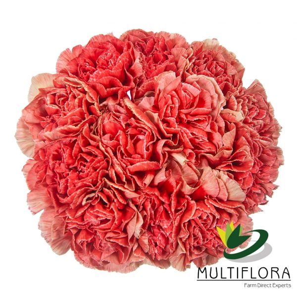 Category: Carnations | Multiflora