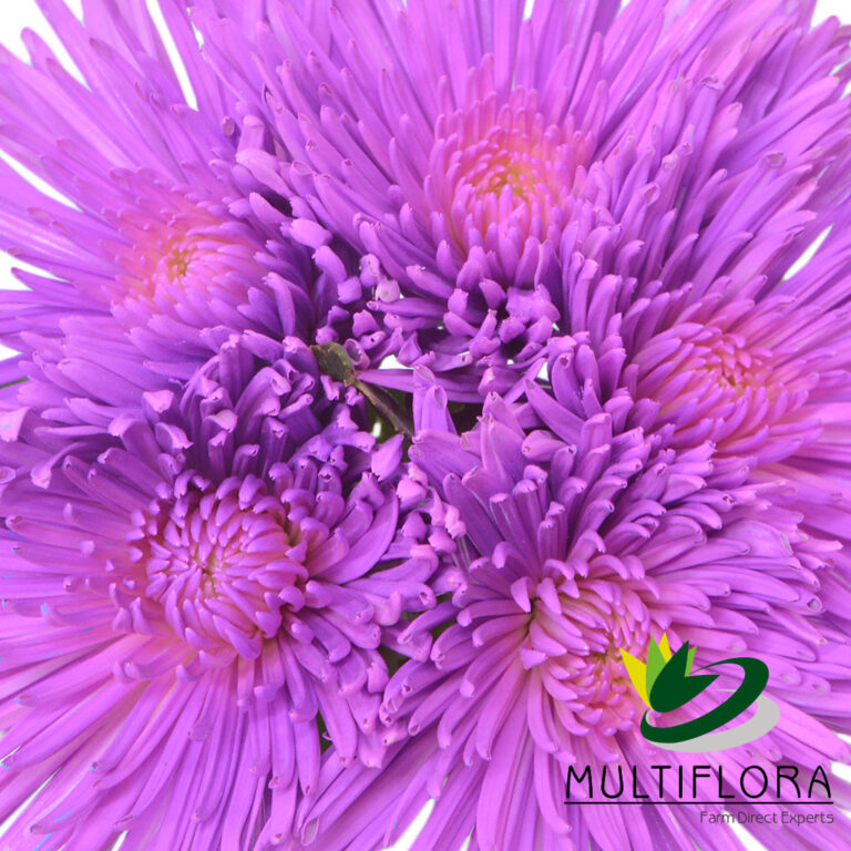 Lavender Spider | Multiflora