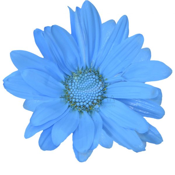 Light Blue Daisy | Multiflora