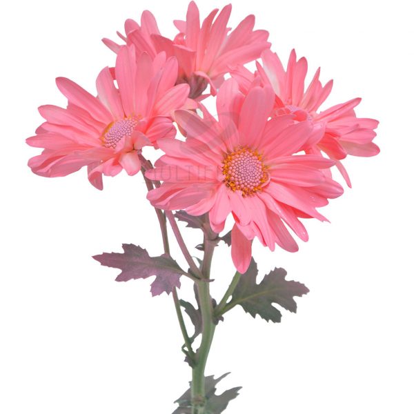 Light Pink Daisy | Multiflora