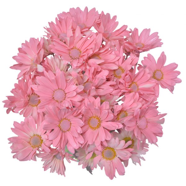 Light Pink Daisy | Multiflora