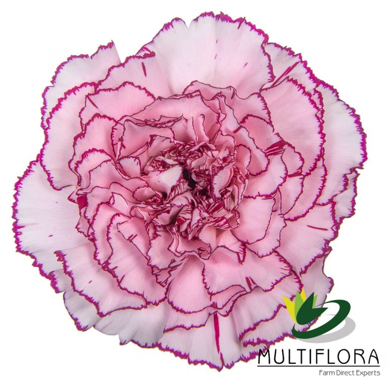 Category: Carnations | Multiflora