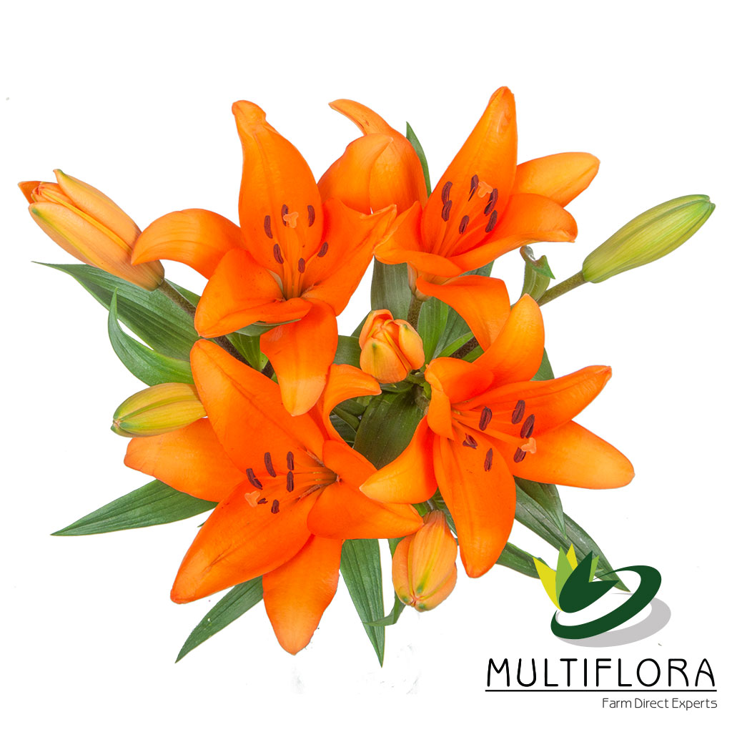 Category: Lilies | Multiflora