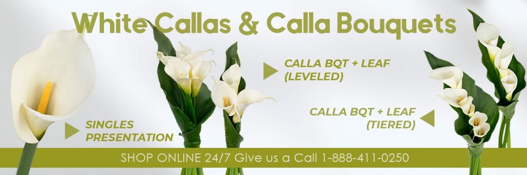 Growing and distributing fresh cut flowers to over 35 countries since ...