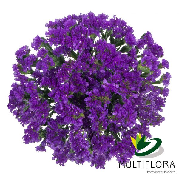 Category: Statice | Multiflora