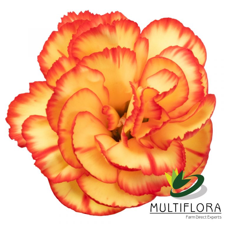 Category: Mini carnations | Multiflora
