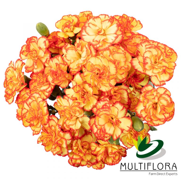 Category: Mini carnations | Multiflora