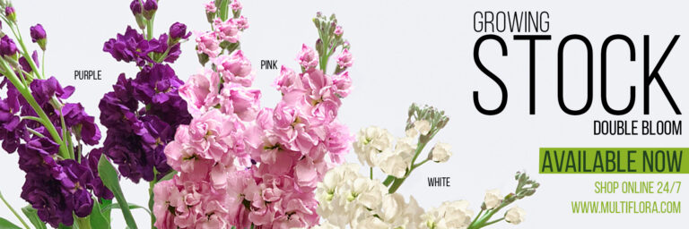 Growing and distributing fresh cut flowers to over 35 countries since ...