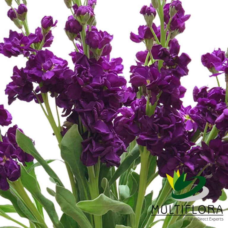Category: Stock | Multiflora