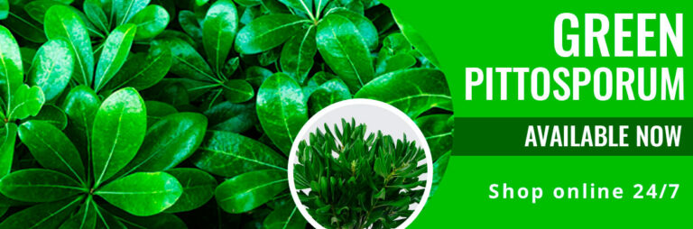 Growing and distributing fresh cut flowers to over 35 countries since ...