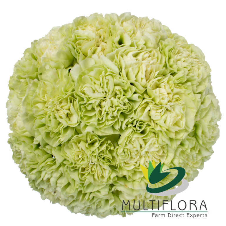 Growing and distributing fresh cut flowers to over 35 countries since ...