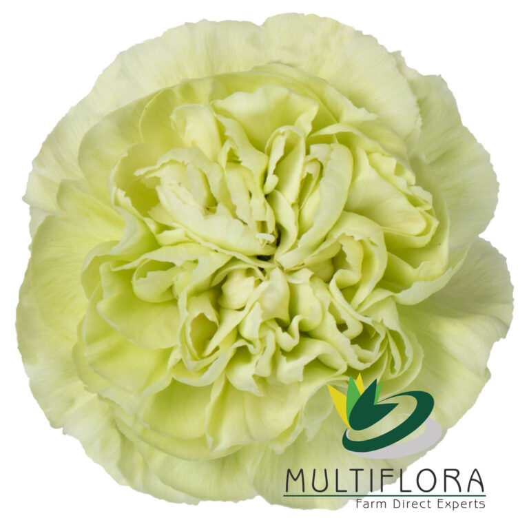 Growing and distributing fresh cut flowers to over 35 countries since ...