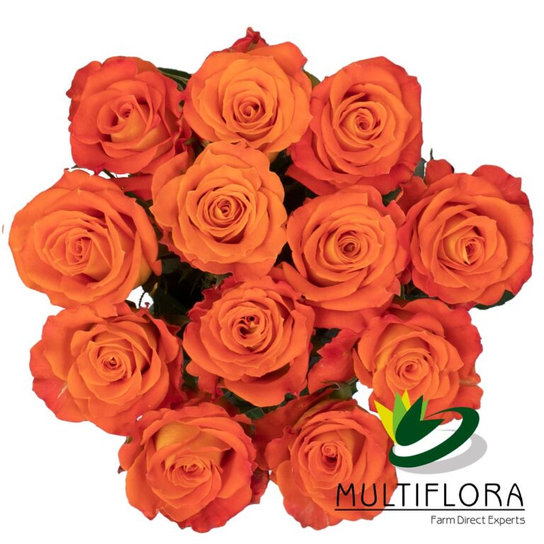 Growing and distributing fresh cut flowers to over 35 countries since ...