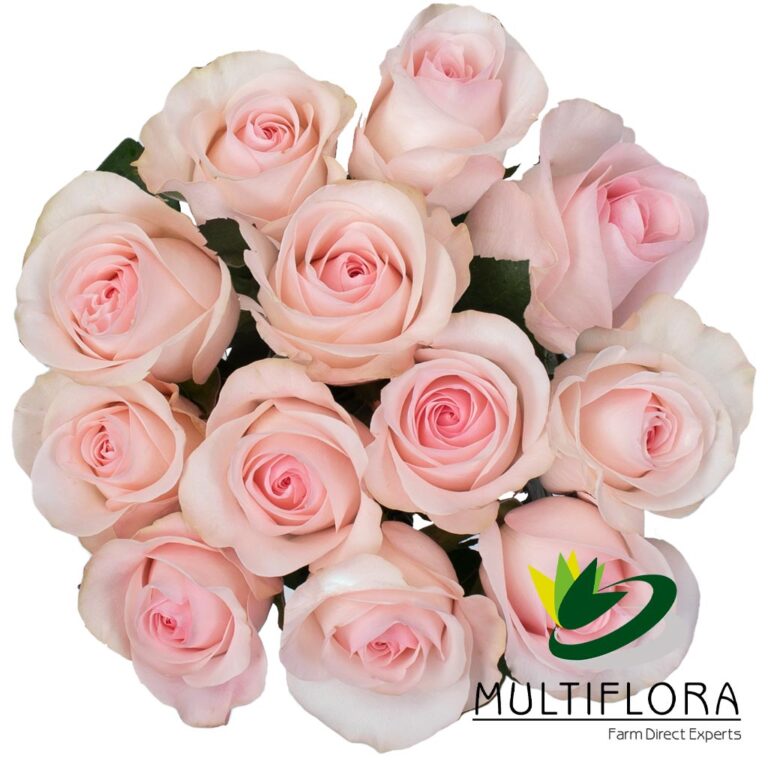 Category: Roses | Multiflora