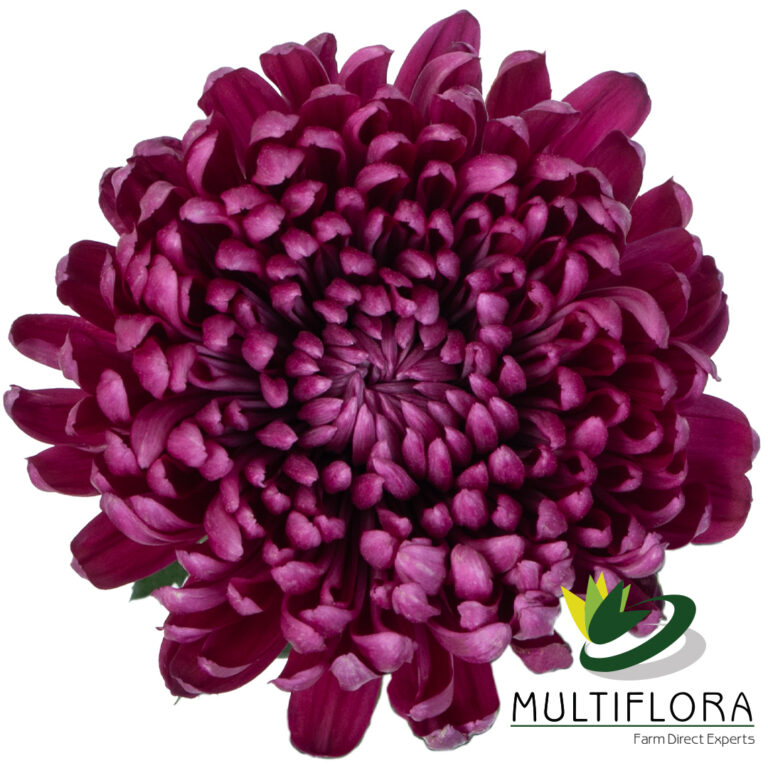 Category: Mums & Cremones | Multiflora