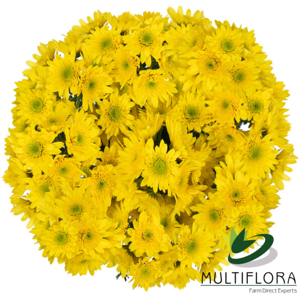 Category: Novelty Poms | Multiflora