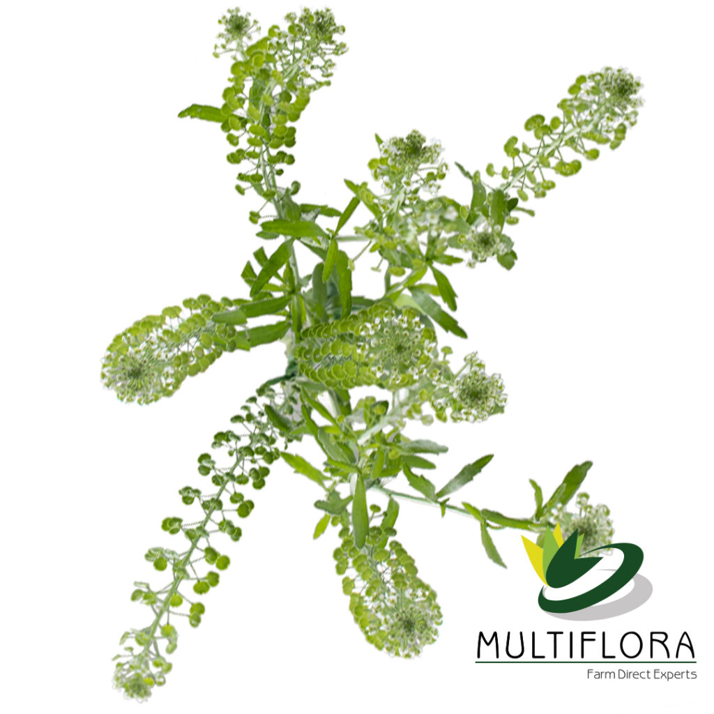 Growing and distributing fresh cut flowers to over 35 countries since ...