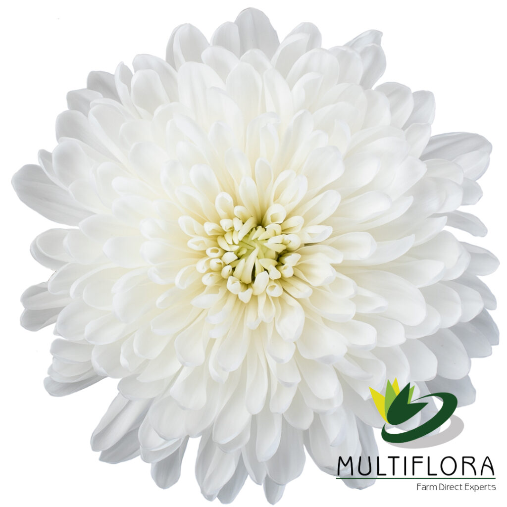 Category: Mums & Cremones | Multiflora