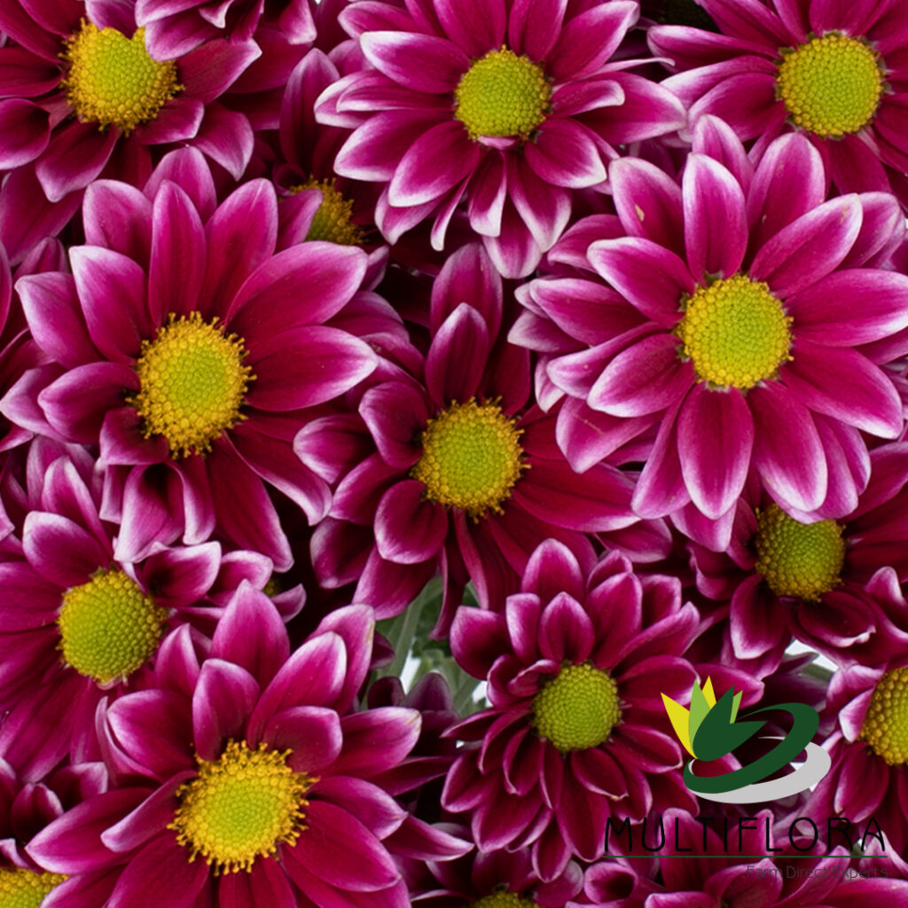Starfire | Multiflora