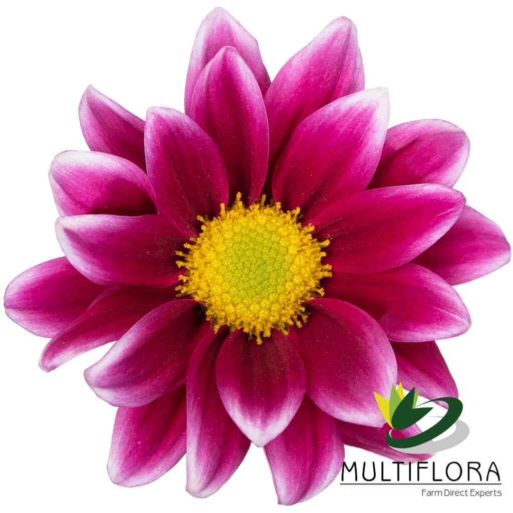 Starfire | Multiflora