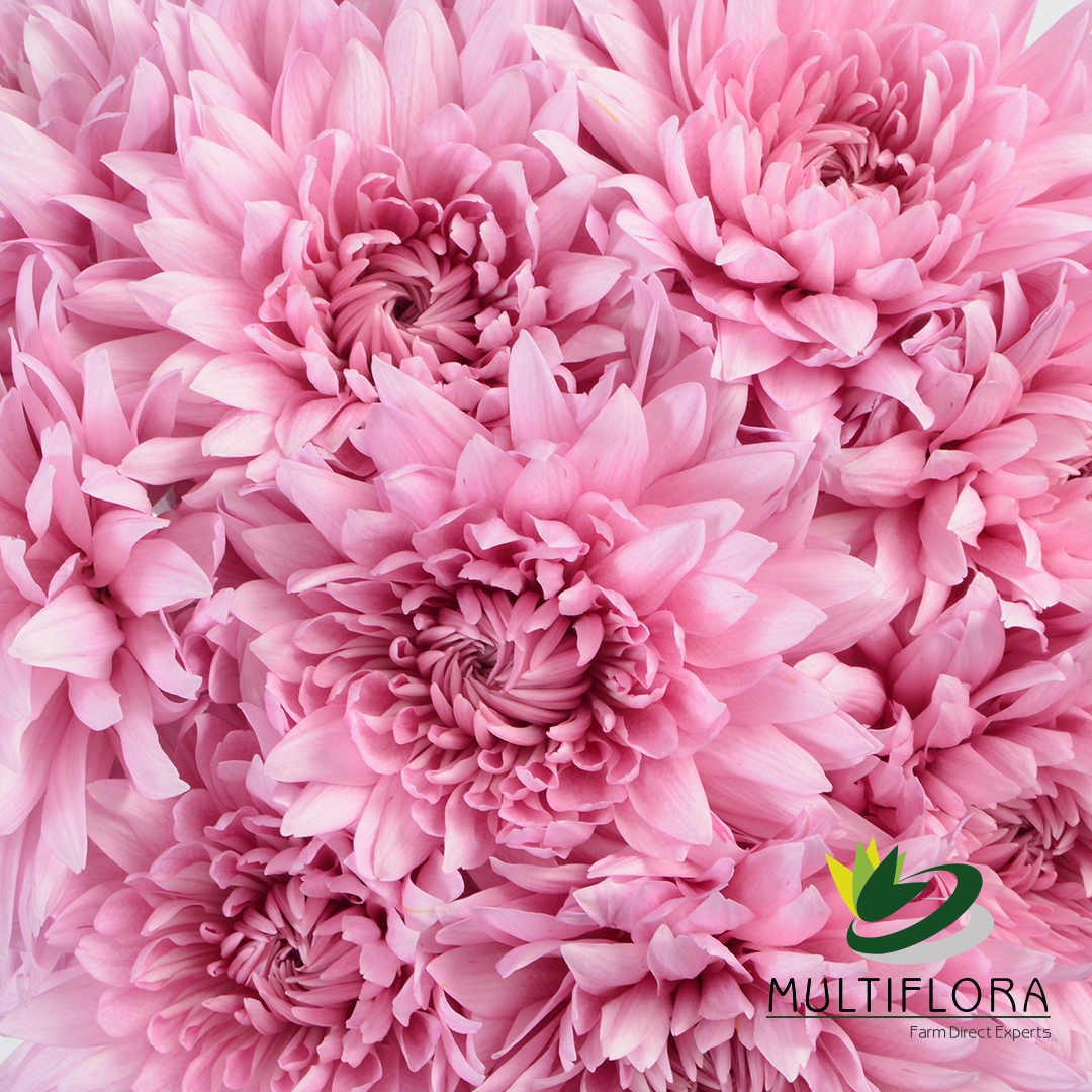 Category: Mums & Cremones | Multiflora
