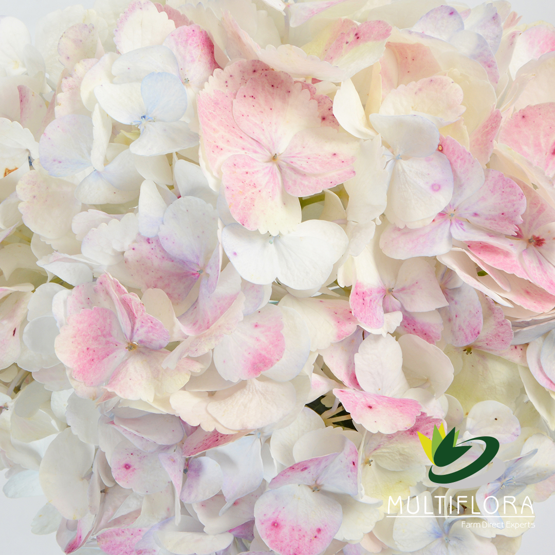 Products | Multiflora