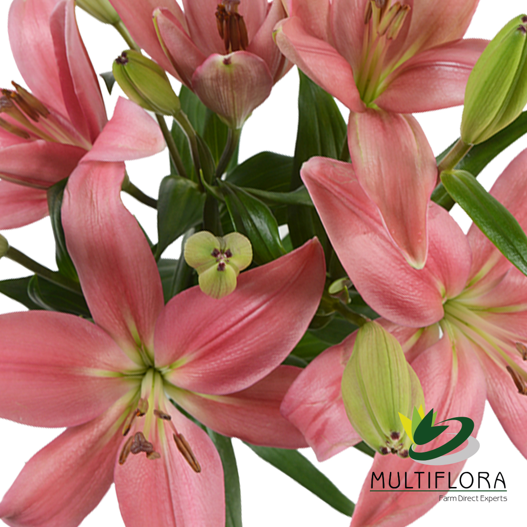 Products | Multiflora