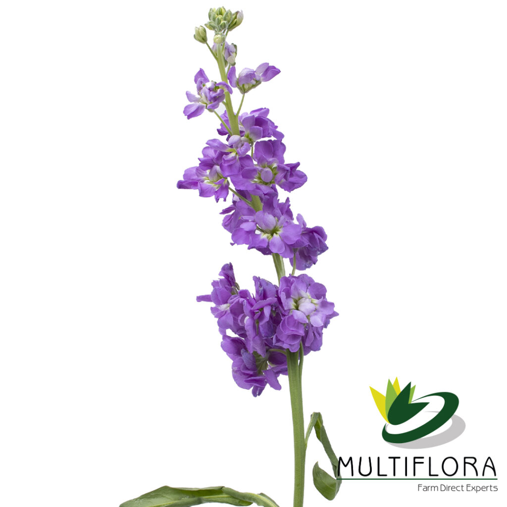 Growing and distributing fresh cut flowers to over 35 countries since ...