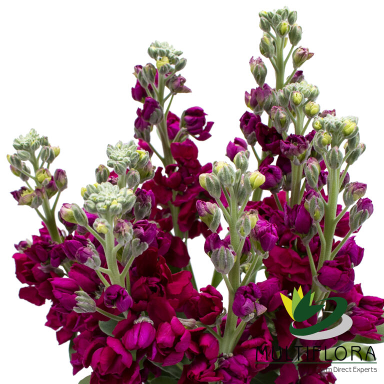 Growing and distributing fresh cut flowers to over 35 countries since ...