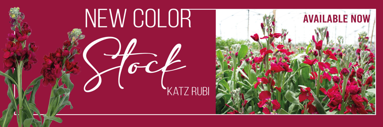 Growing and distributing fresh cut flowers to over 35 countries since ...