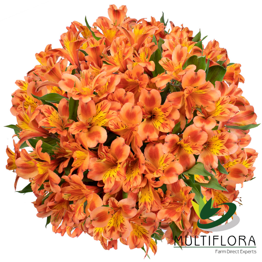 Orange Queen | Multiflora