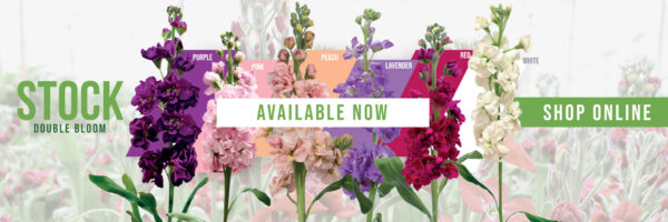 Growing and distributing fresh cut flowers to over 35 countries since ...